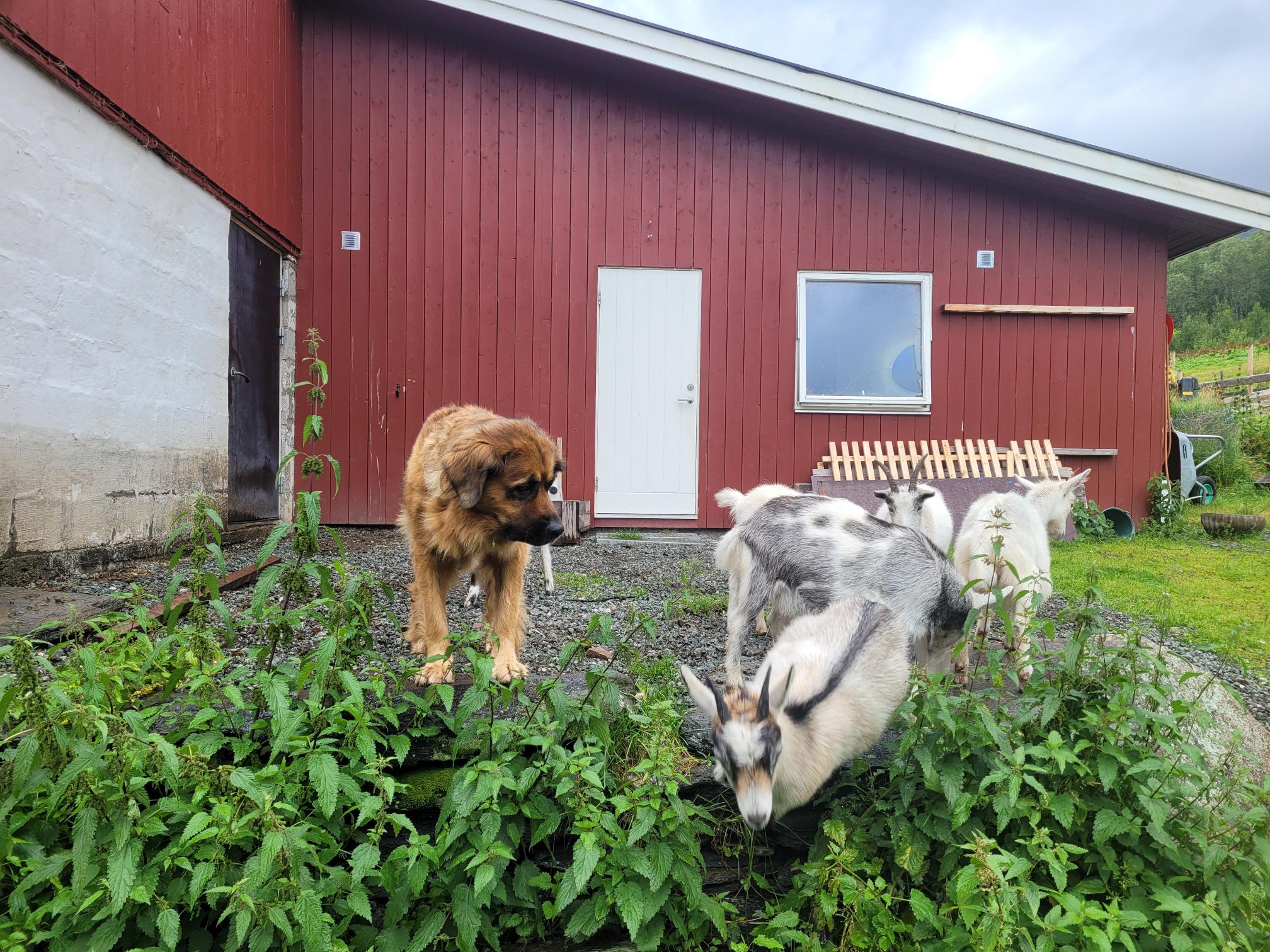Life on an Arctic farm, interrupted only by Norwegian jets - CRYOPOLITICS